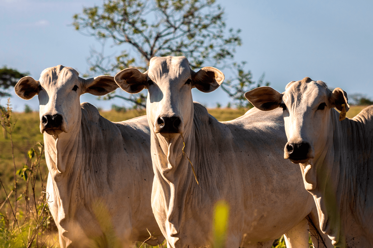 Deforestation: Causes, Consequences, and Solutions to Combat Global ...